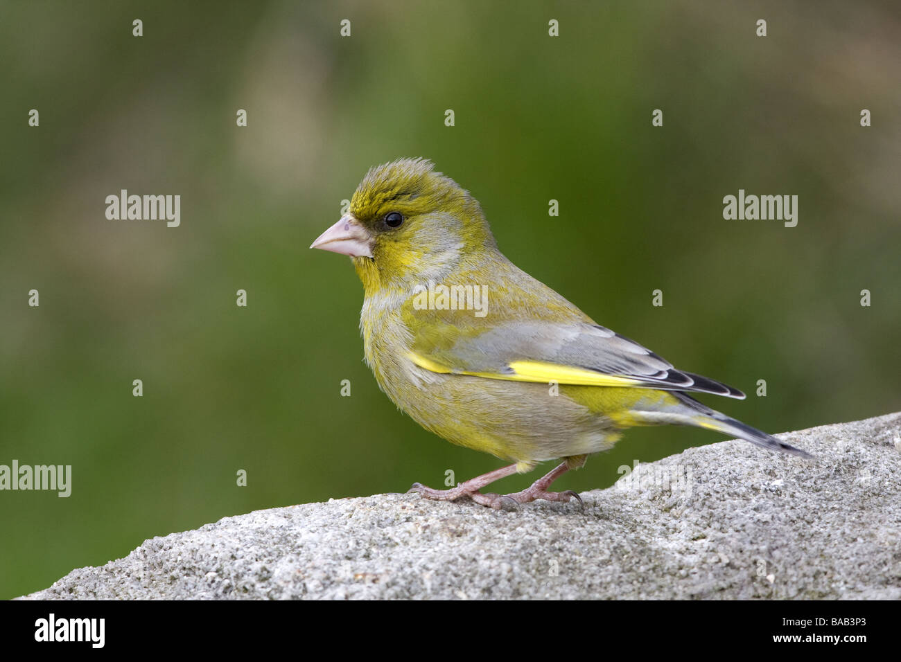 Male greenfinch hi-res stock photography and images - Alamy