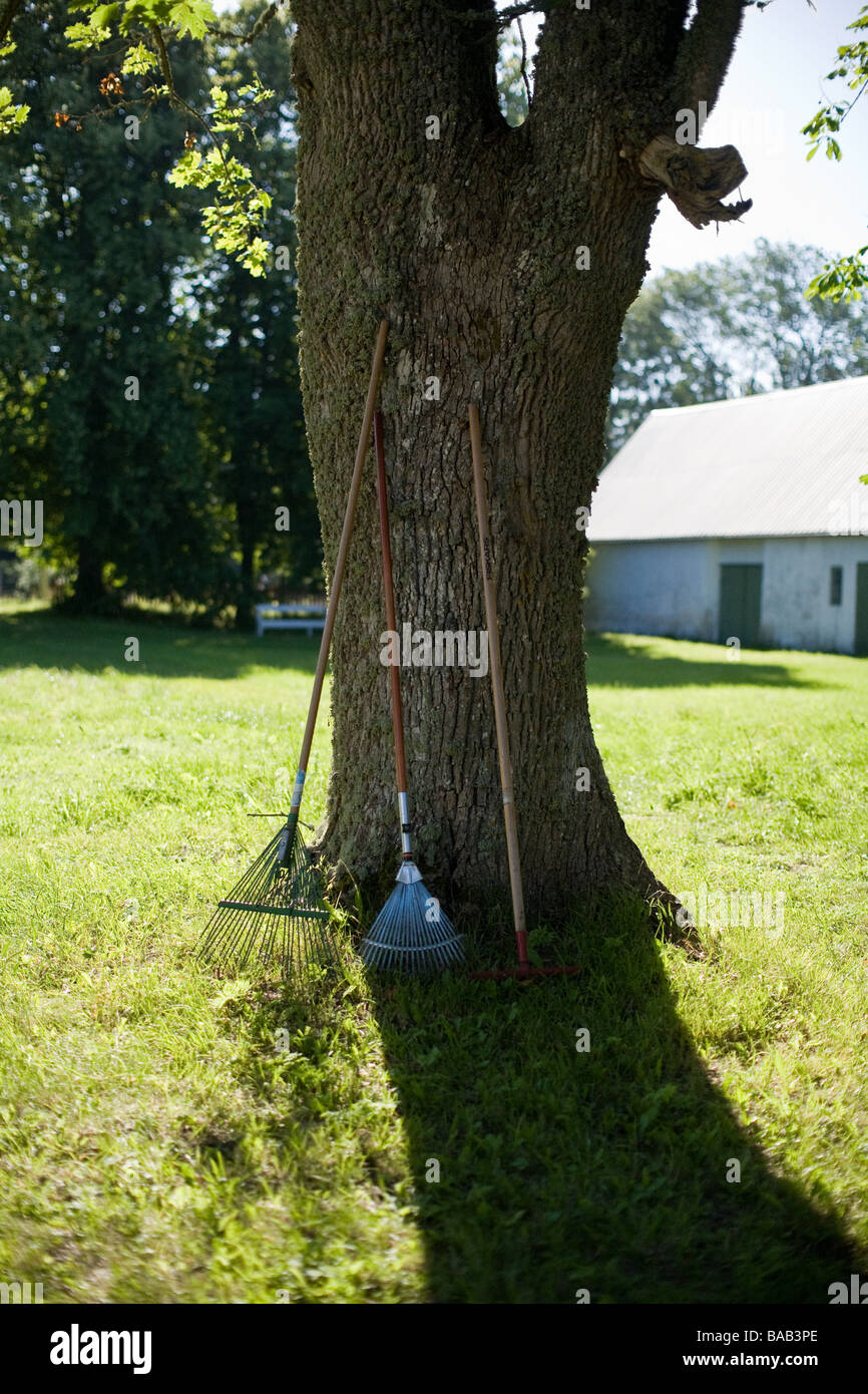 Rake against a tree Stock Photo - Alamy