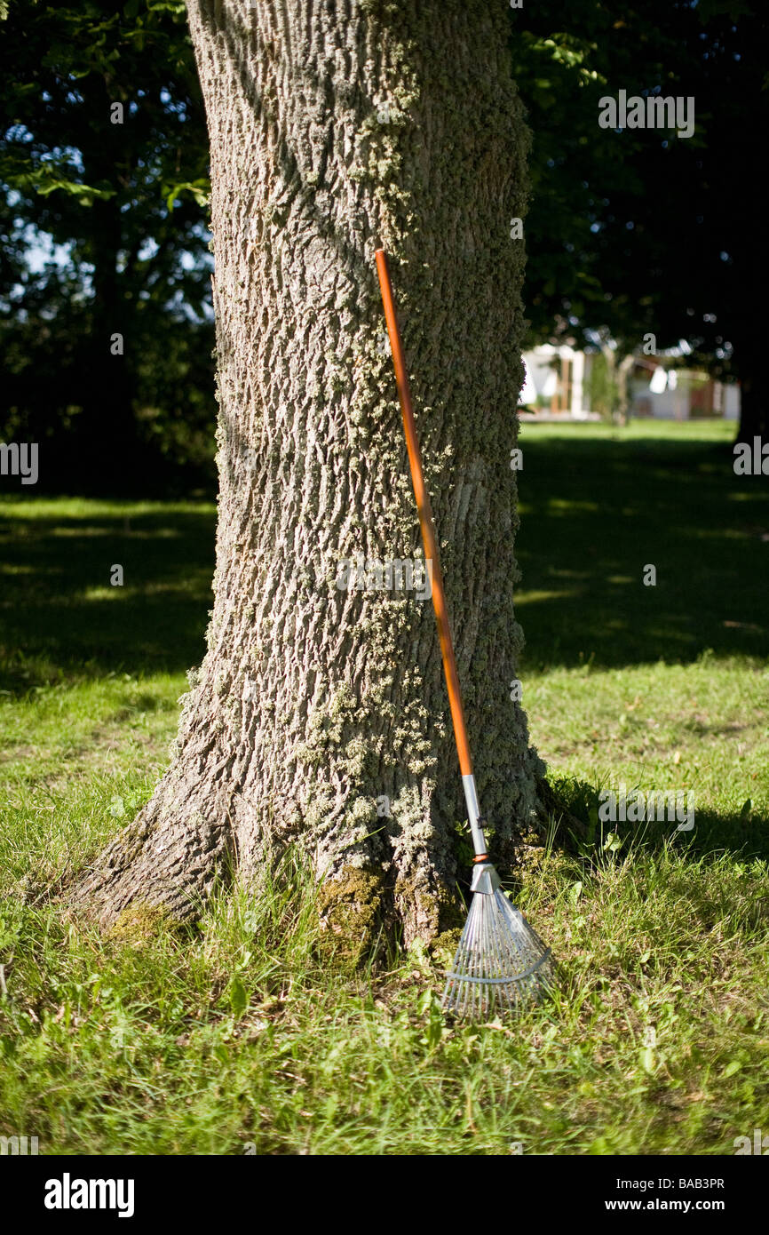 Rake against a tree Stock Photo - Alamy