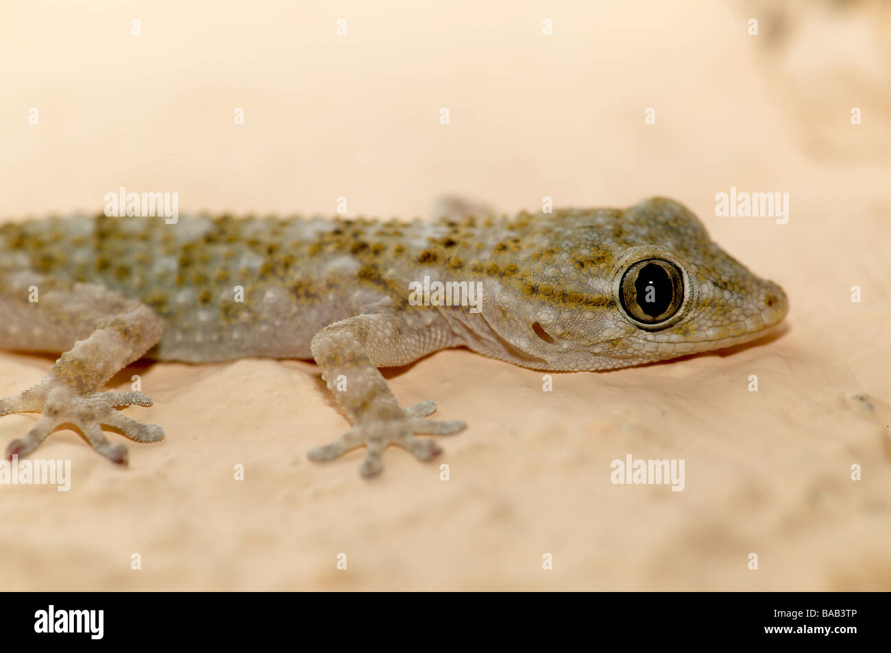 Moorish gecko moorish wall gecko hi-res stock photography and images ...