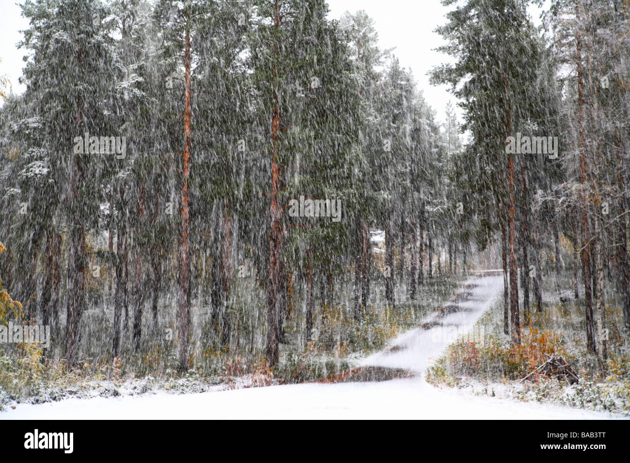 A snowfall over a forest Sweden Stock Photo - Alamy