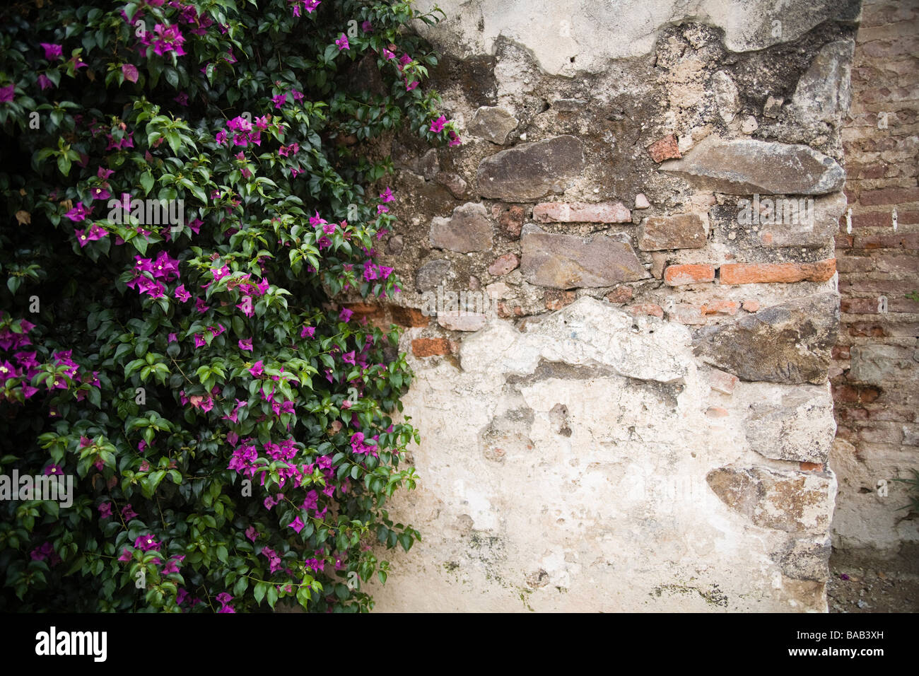 Flowering bush and wall Stock Photo - Alamy