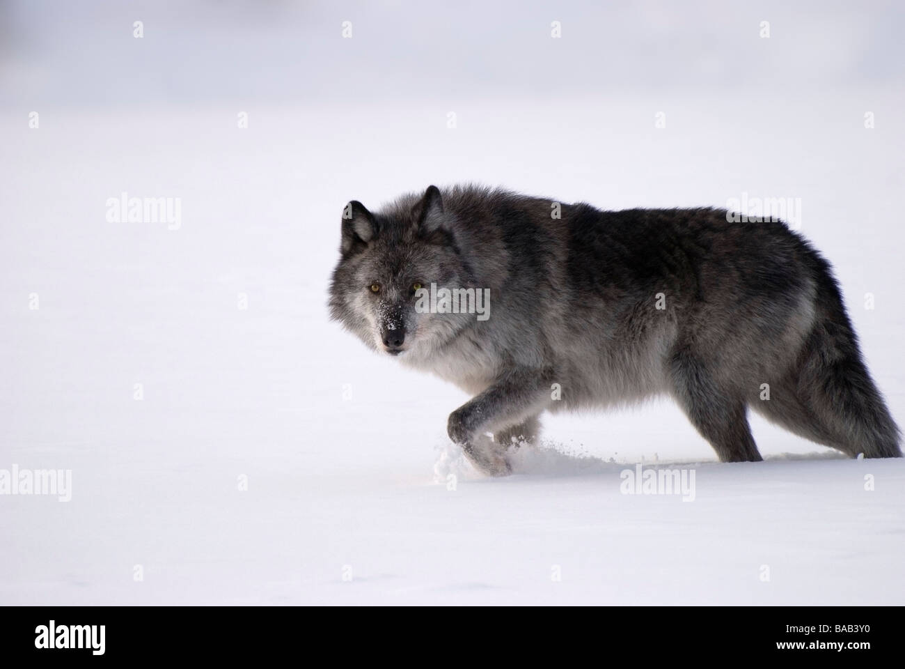 Gray wolf in snow Stock Photo - Alamy