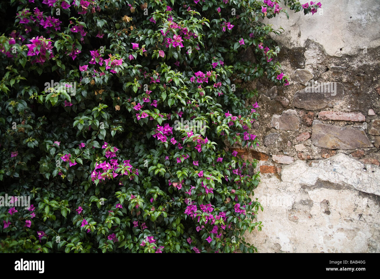 Flowering bush and wall Stock Photo - Alamy