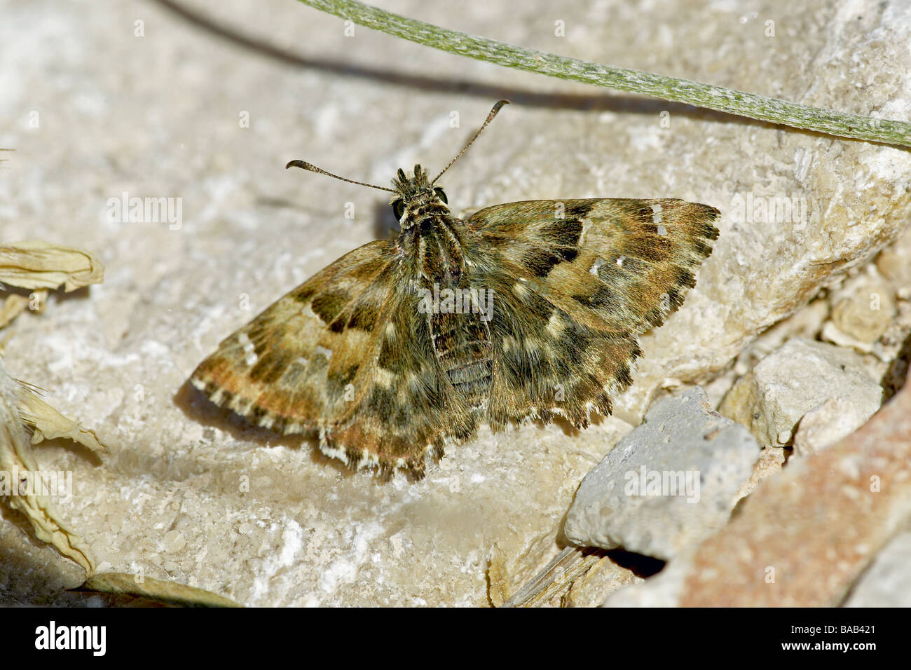 Marbled Skipper butterfly, Murcia, Spain Stock Photo - Alamy