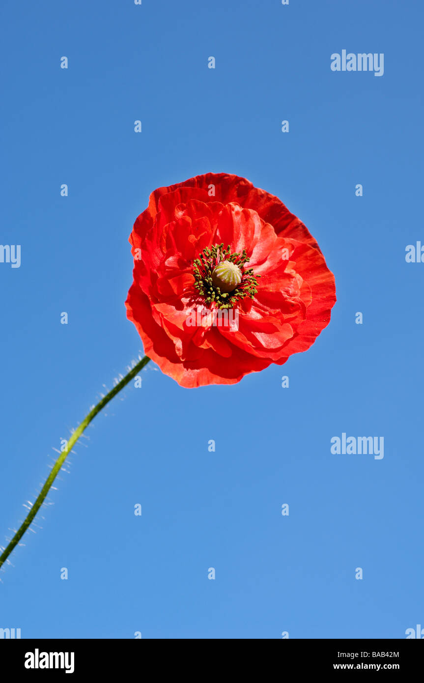 A flower, Sweden Stock Photo - Alamy