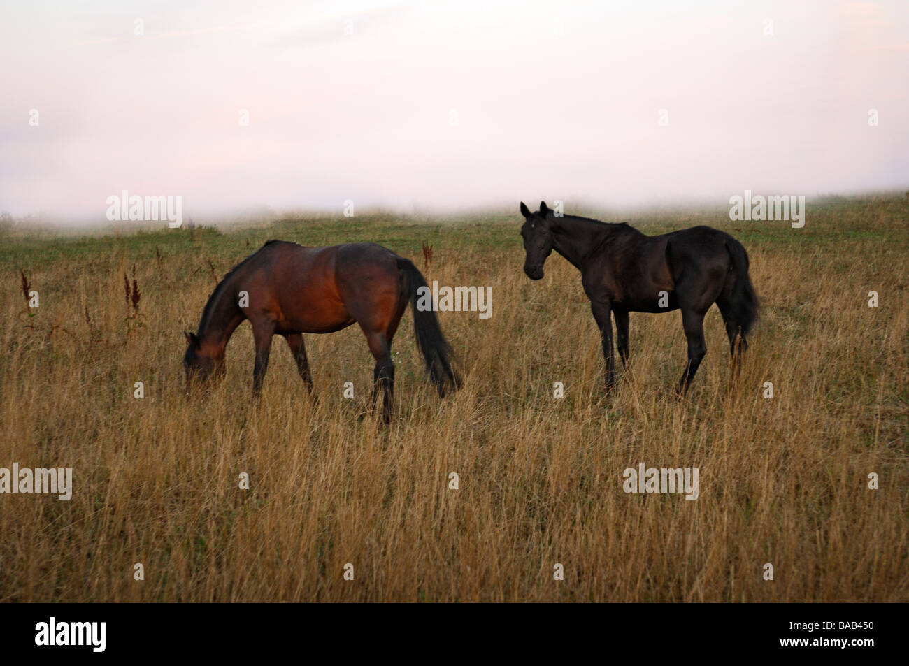 Two horses in a enclosed pasture, Goland, Sweden Stock Photo - Alamy