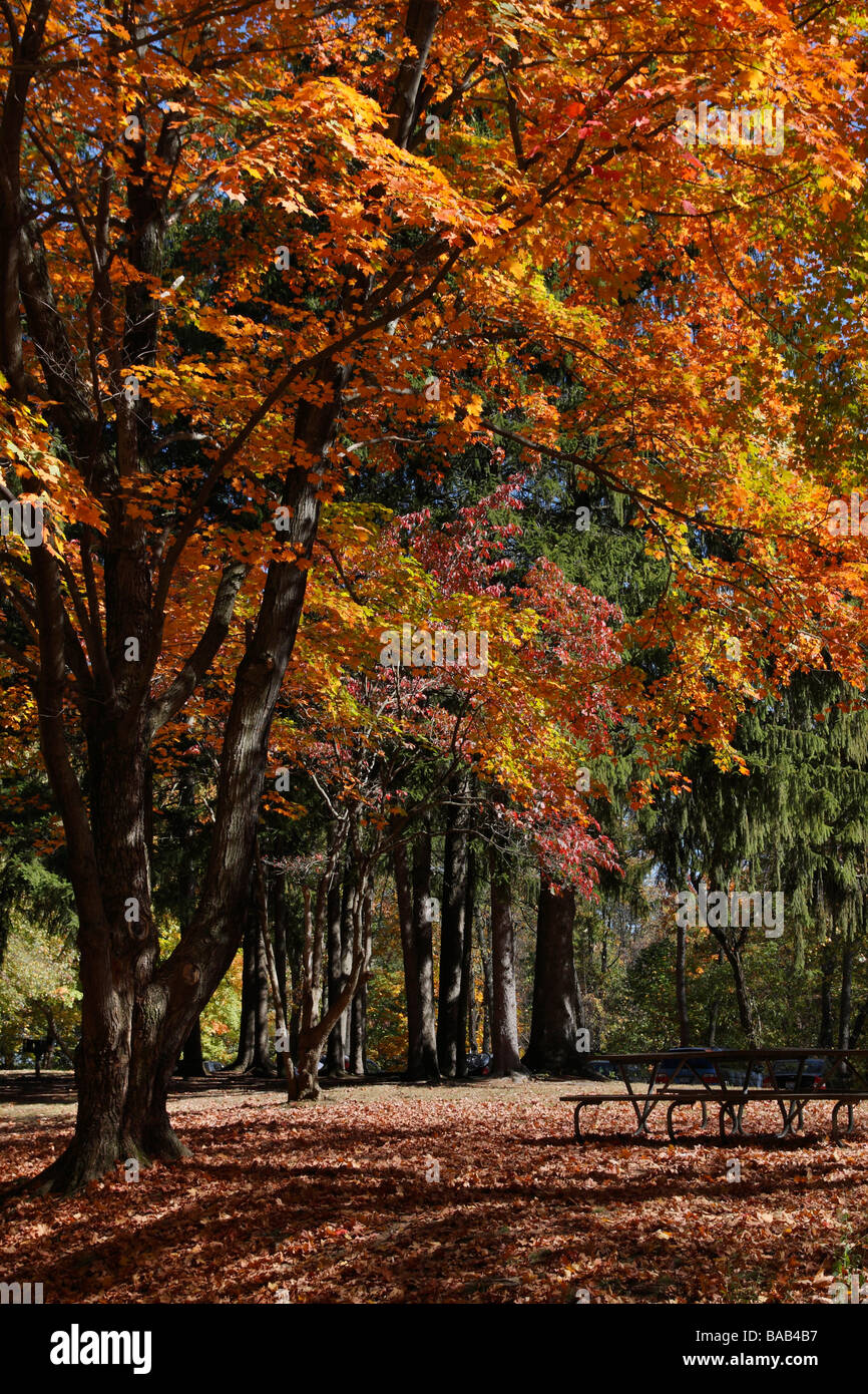 Autumn in the city park in Ohio USA nobody Fall landscape colorful tree ...