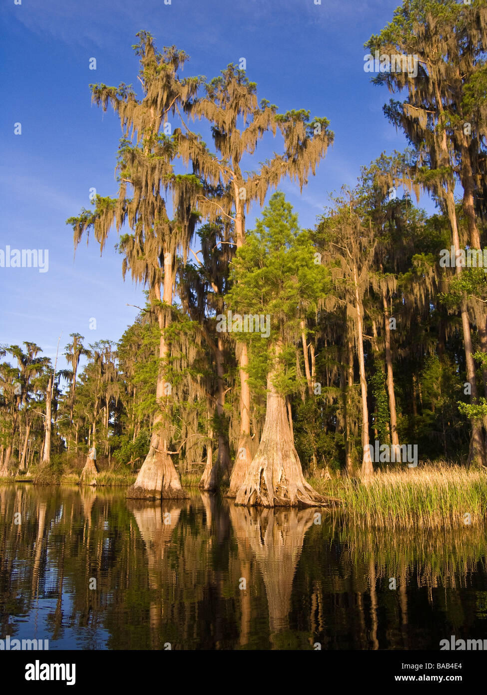 Bald Cypress trees draped with Spanish Moss along shore, Lake Louisa ...