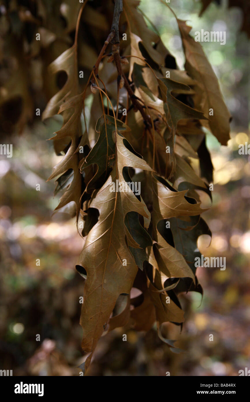 Dry oak eaves nobody Autumn leaves detail hi-res Stock Photo - Alamy