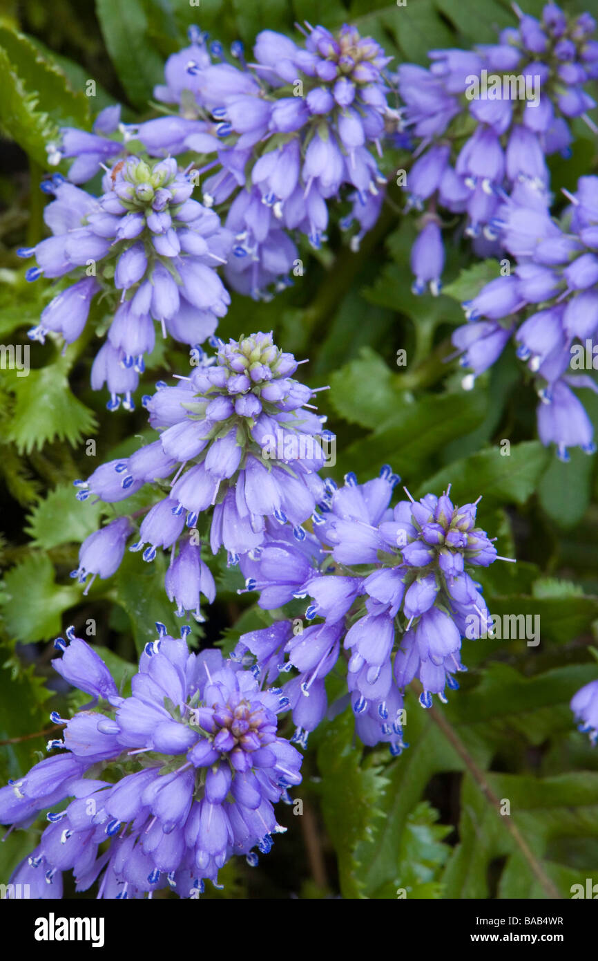 Columbia Kittentails (Synthyris stellata Stock Photo - Alamy