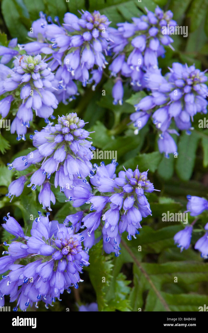 Columbia Kittentails (Synthyris stellata Stock Photo - Alamy