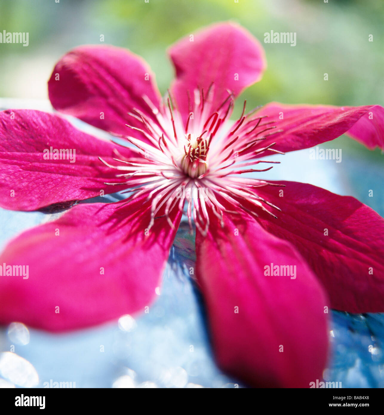 A Flower Close-up Stock Photo - Alamy
