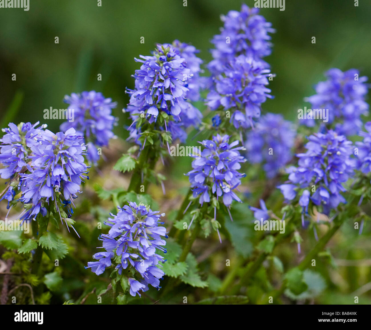 Columbia Kittentails (Synthyris stellata Stock Photo - Alamy