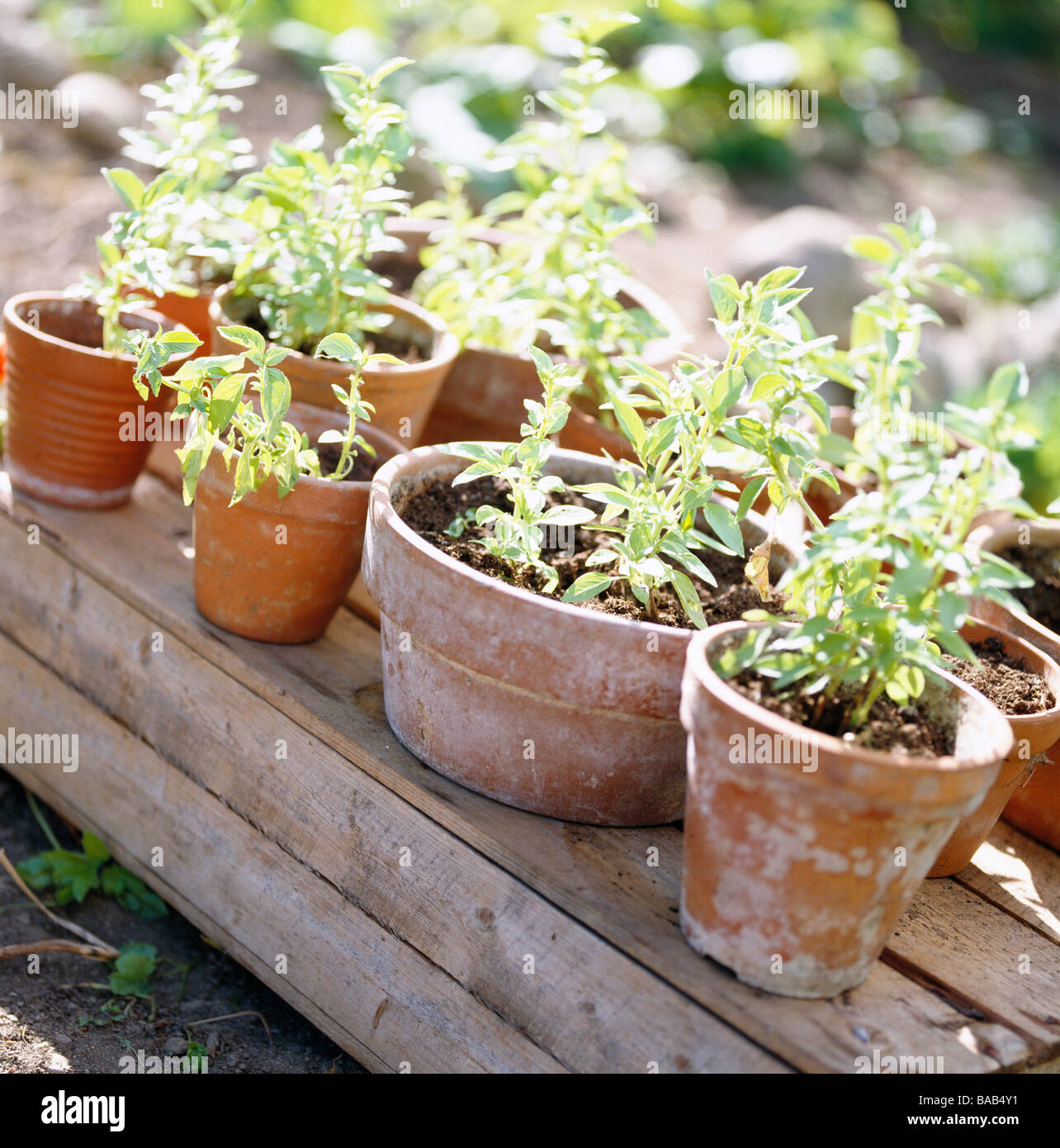 Flower Pots Outside A House Sweden Stock Photo - Alamy