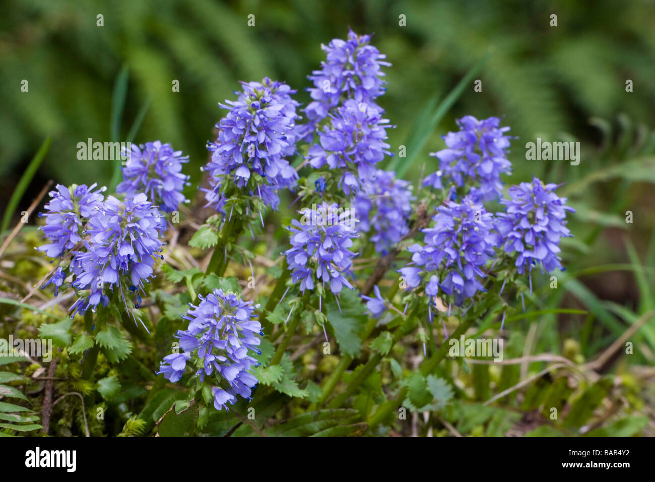 Columbia Kittentails (Synthyris stellata Stock Photo - Alamy