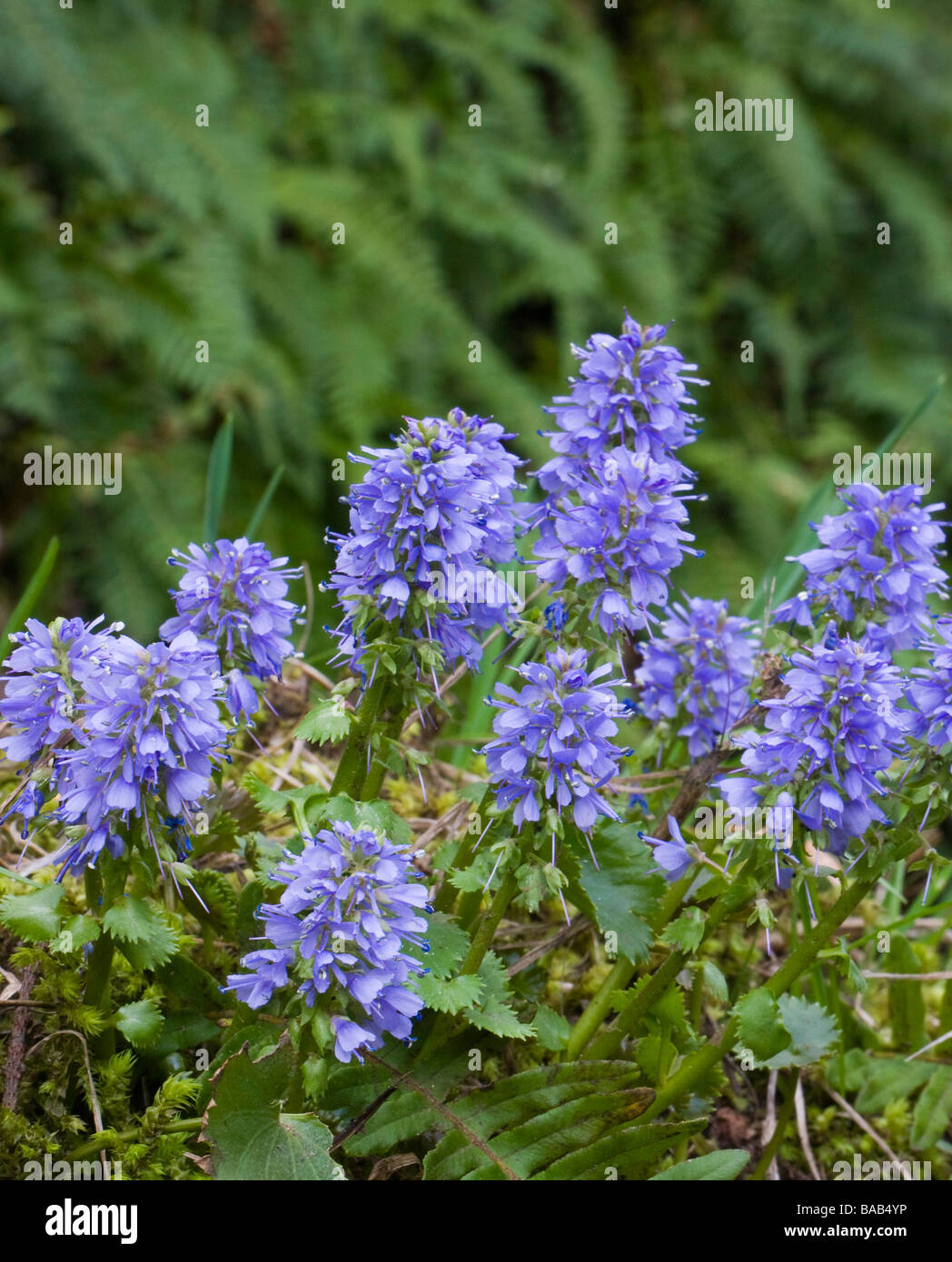 Columbia Kittentails (Synthyris stellata Stock Photo - Alamy