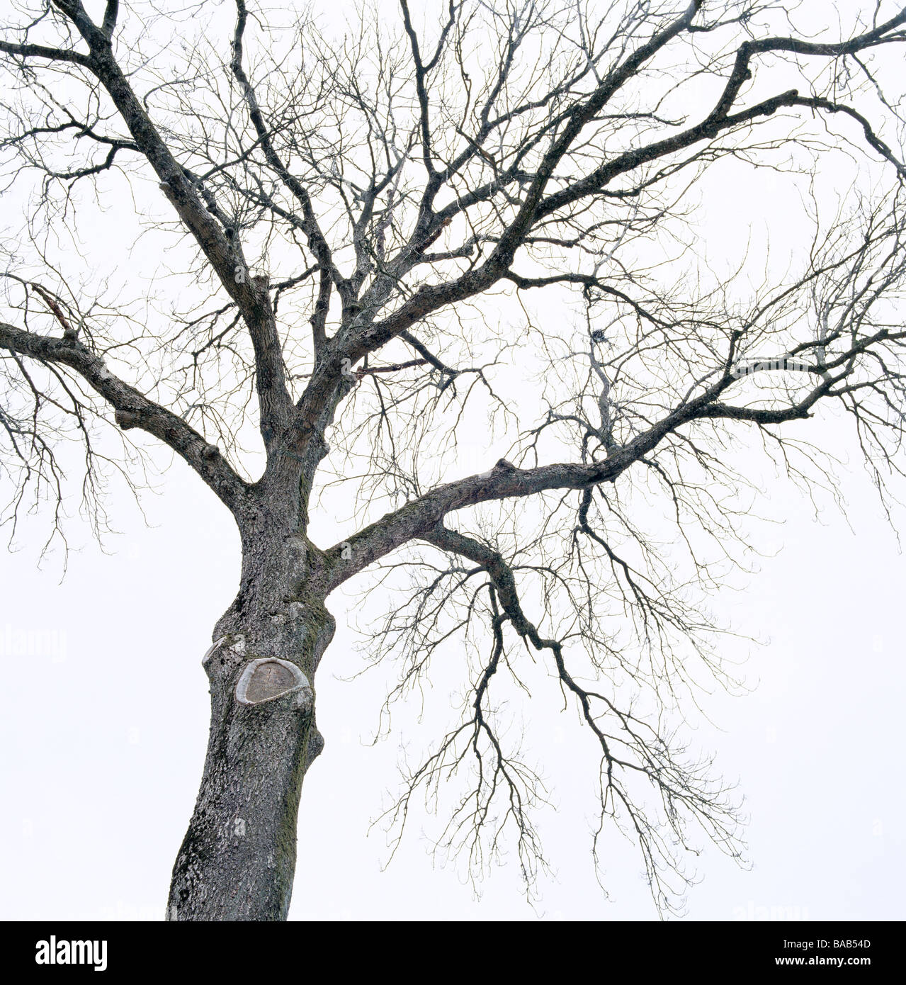 A Tree In The Winter Sweden Stock Photo - Alamy