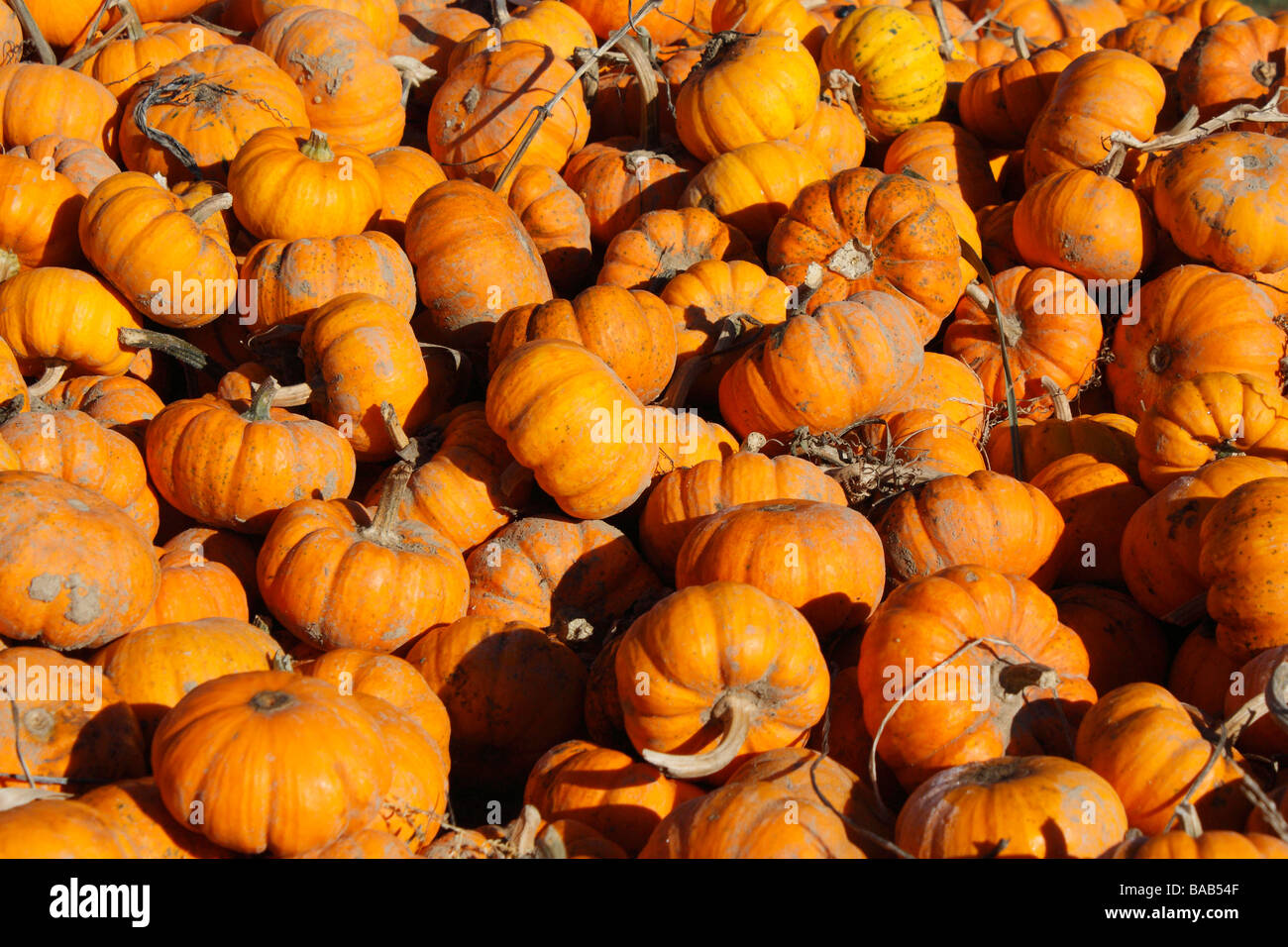 Hocking Hills view of Autumn harvested small orange squashes on a field ...