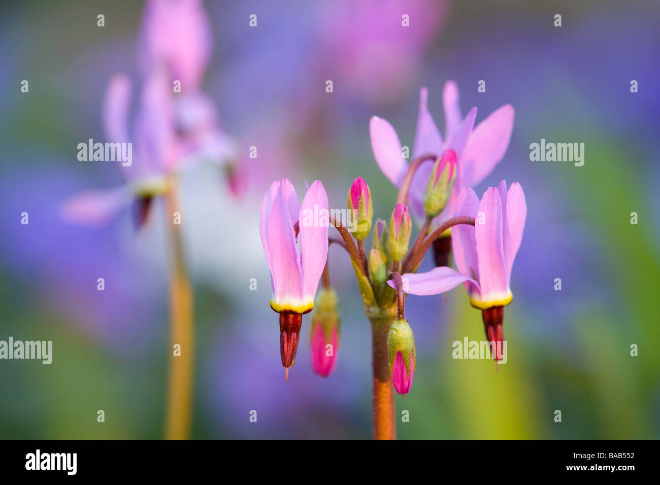Shooting star plant with plant hi-res stock photography and images - Alamy