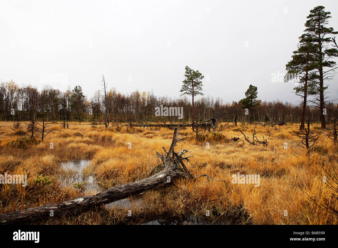 A Bog In A Forest Sweden Stock Photo - Alamy