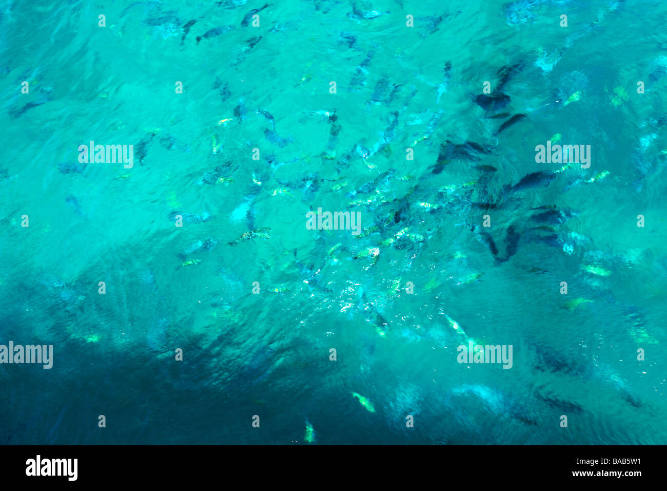 Colorful ocean fish on the Caribbean Sea, Barbados, "West Indies Stock ...