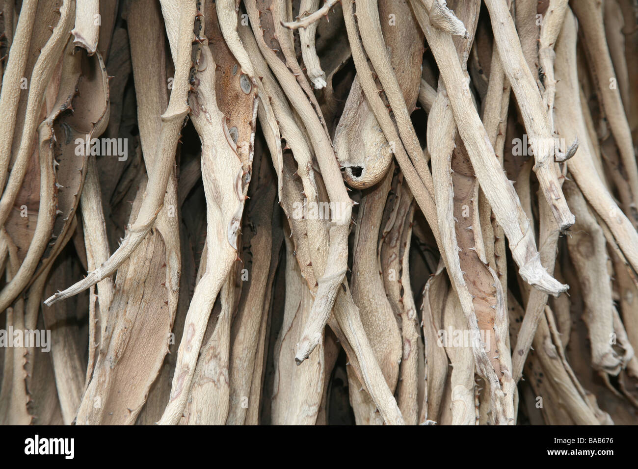 Unique texture rough tree bark pattern background Stock Photo - Alamy