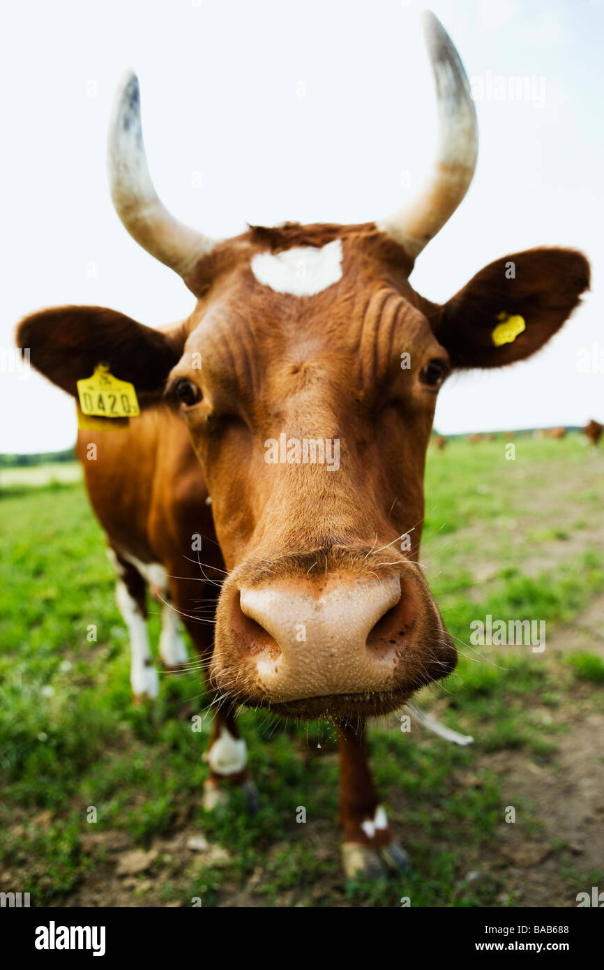 A cow, Sweden Stock Photo - Alamy