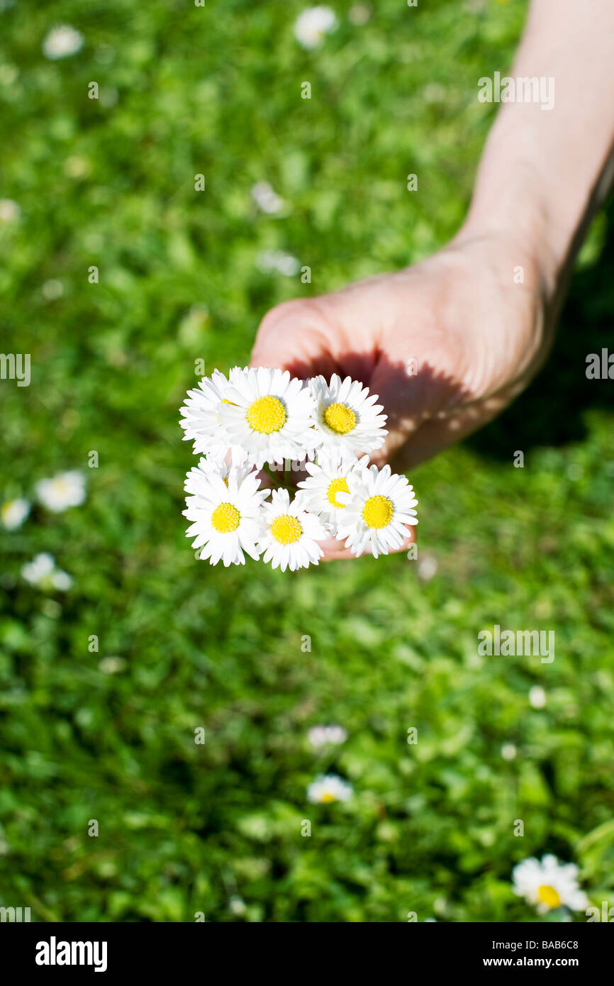 Hand Picking Flowers Sweden Stock Photo - Alamy