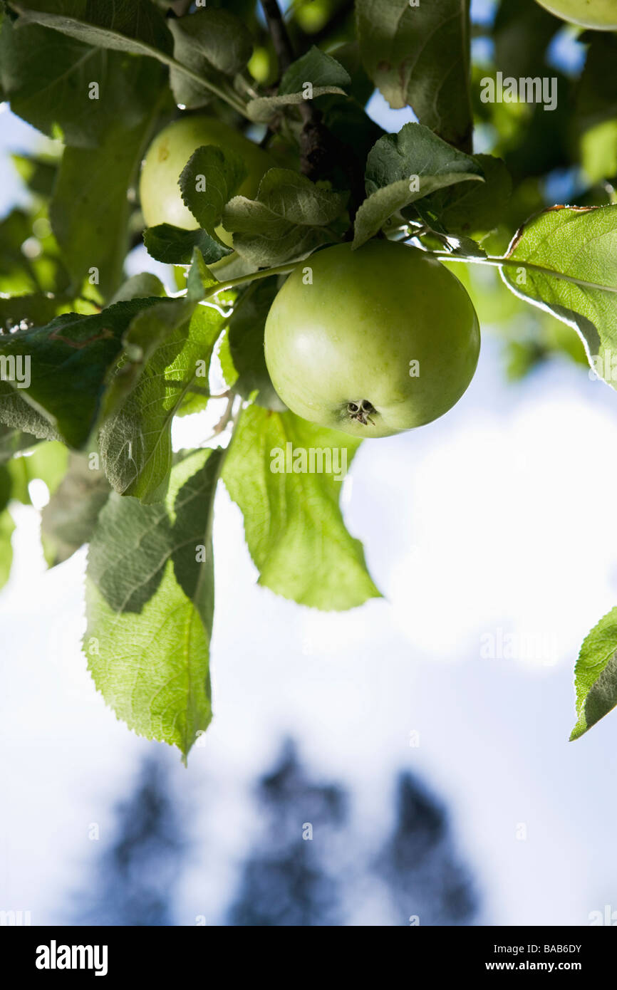 The tree a hi-res stock photography and images - Alamy