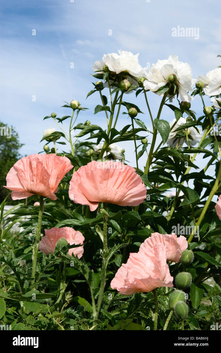 Peony And Poppy Sweden Stock Photo - Alamy