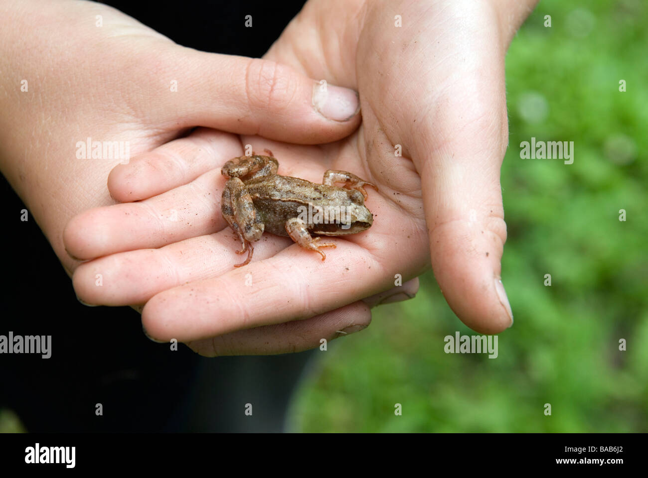 Animal day holding amphibians frogs hi-res stock photography and images ...