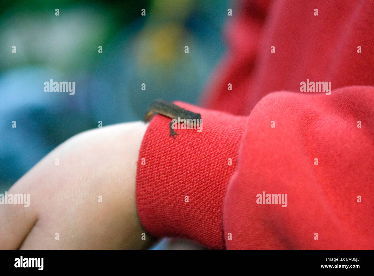 Salamander On An Arm Sweden Stock Photo - Alamy