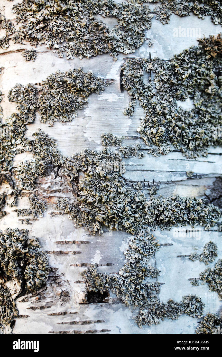 A Birch Tree Close-up Stock Photo - Alamy