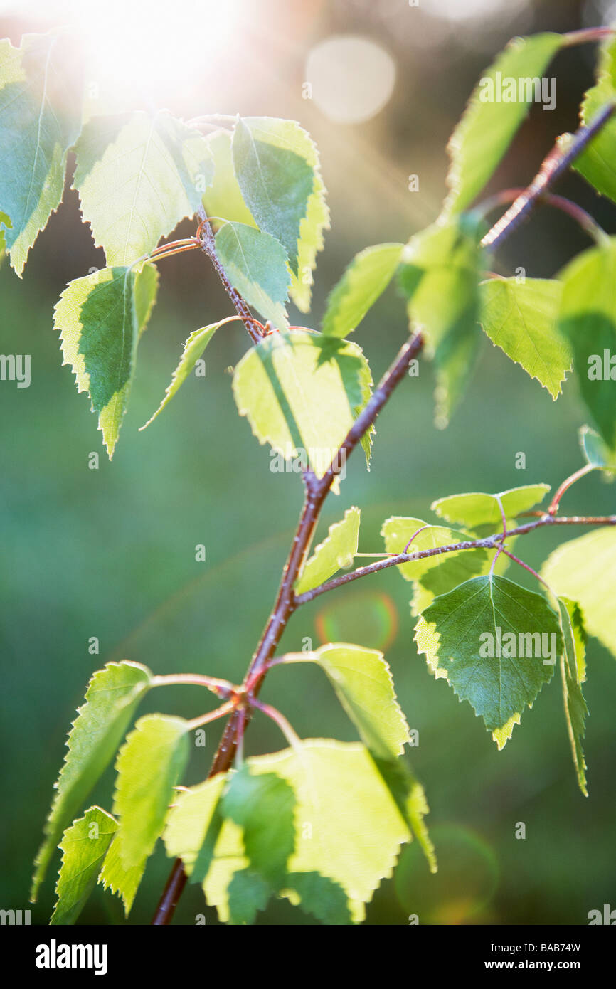 Birch Leaves On A Branch Stock Photo - Alamy