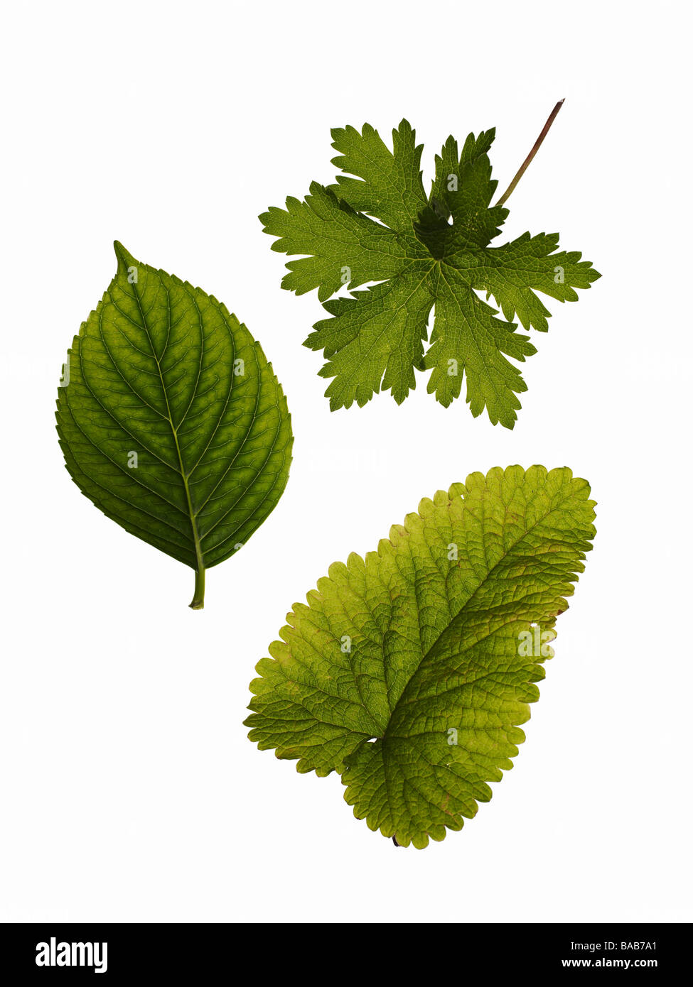 Autumn leaves, still life Stock Photo - Alamy
