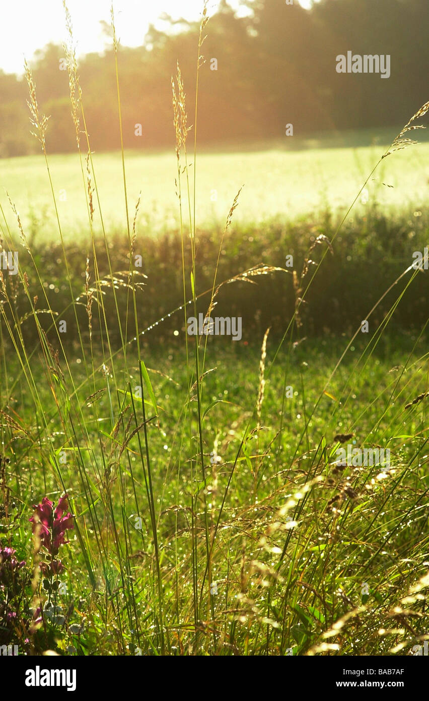 Grass On A Field Gotland Sweden Stock Photo - Alamy