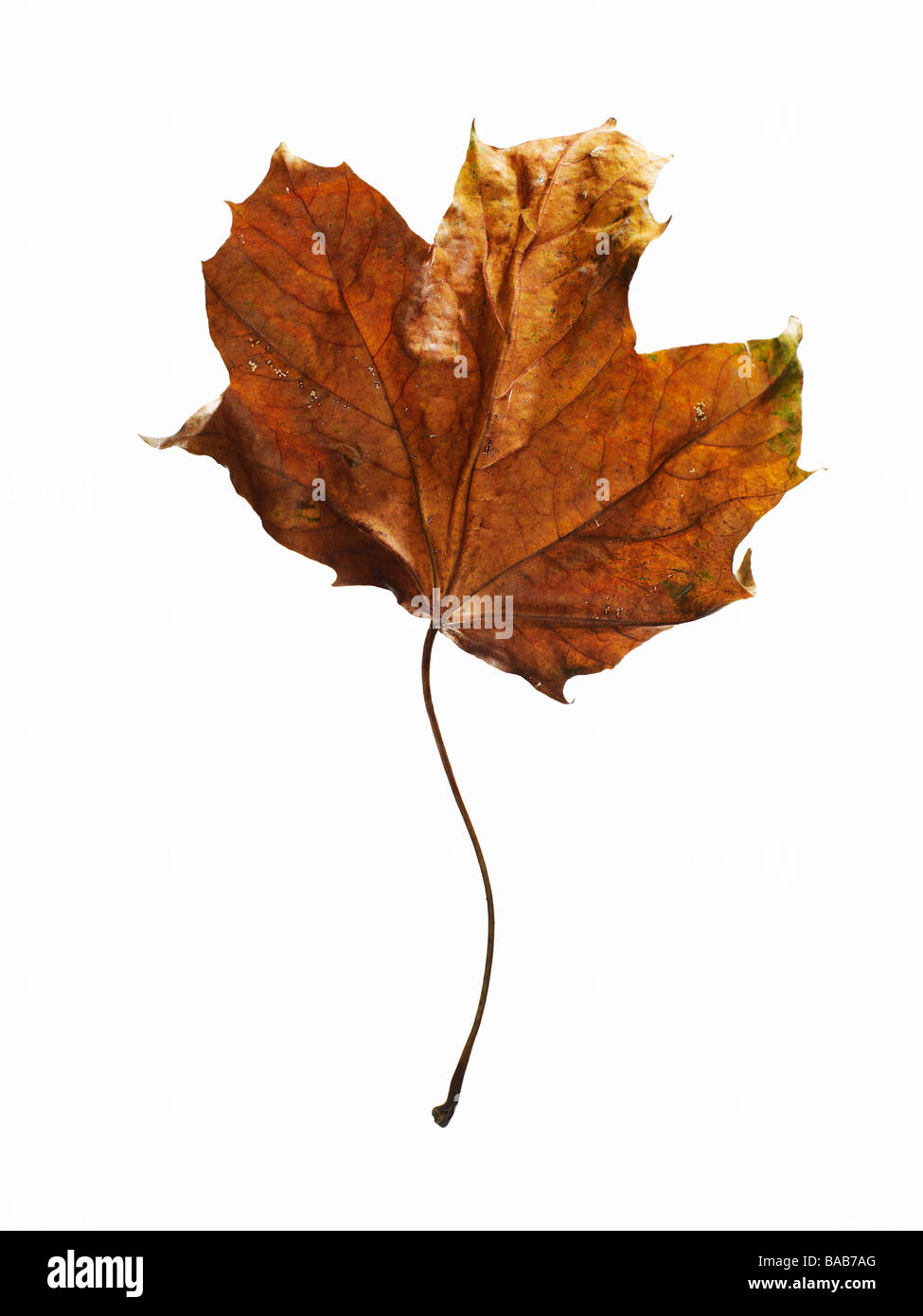 Autumn leaves, still life Stock Photo - Alamy