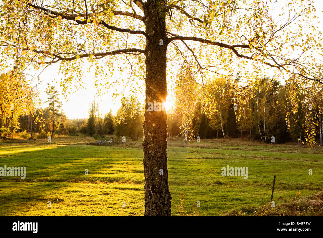 A Birch Tree Sweden Stock Photo - Alamy