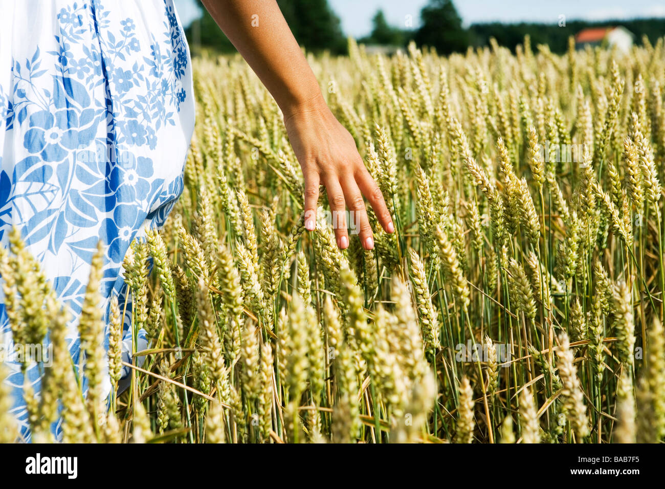 A field of corn, Sweden Stock Photo - Alamy