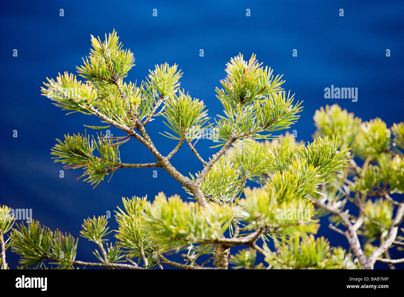 Pine tree branch Sweden Stock Photo - Alamy