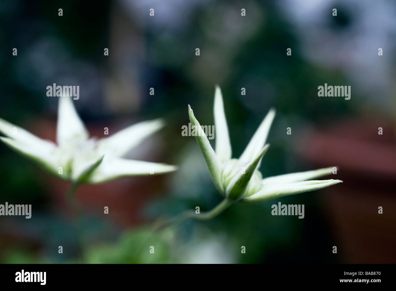 Swedish spring flowers hi-res stock photography and images - Alamy