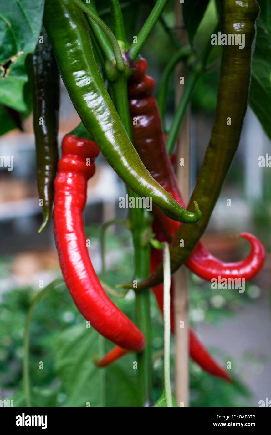 Chili pepper, close-up Stock Photo - Alamy