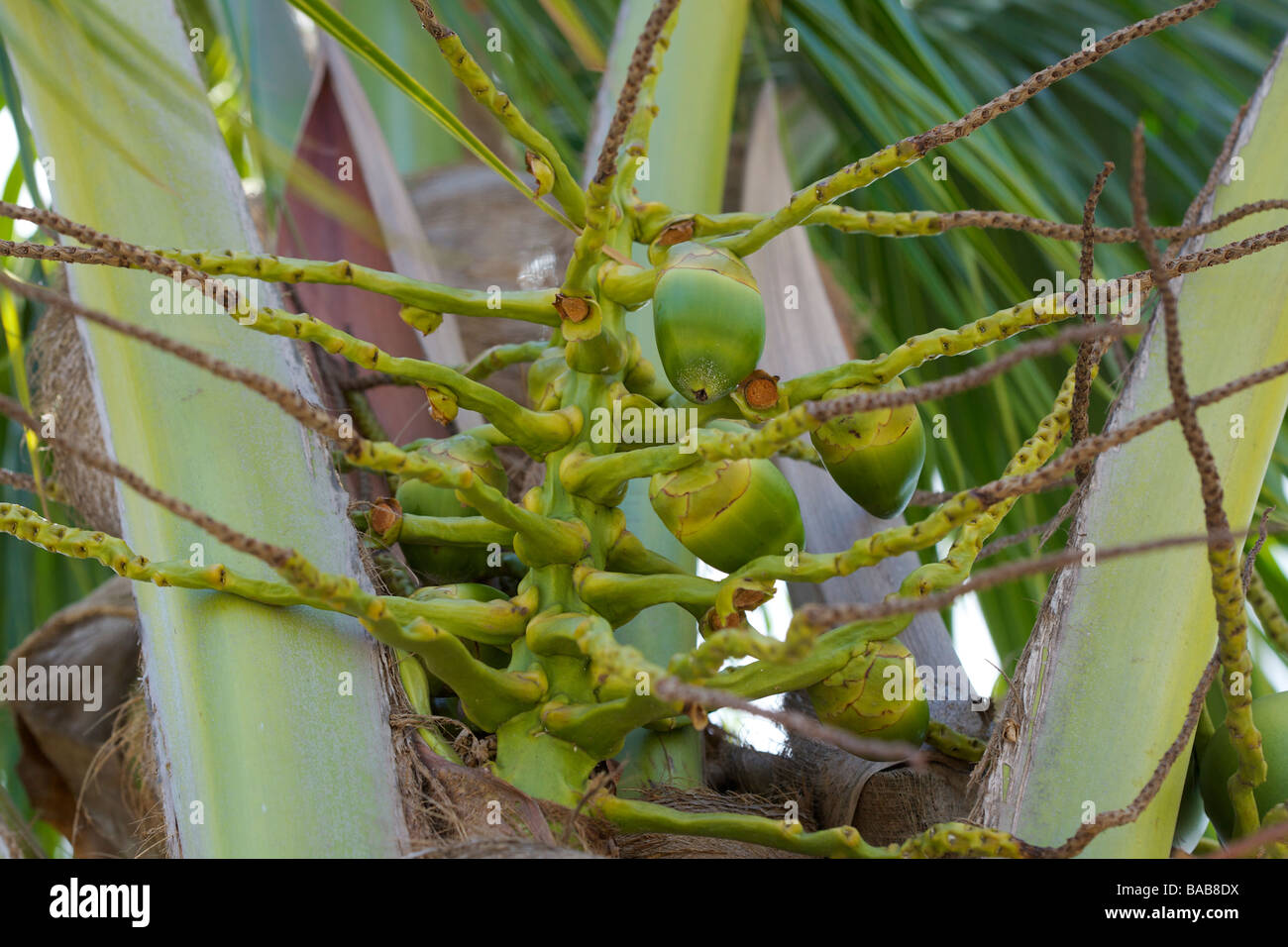 Coconut tree flowering hi-res stock photography and images - Alamy