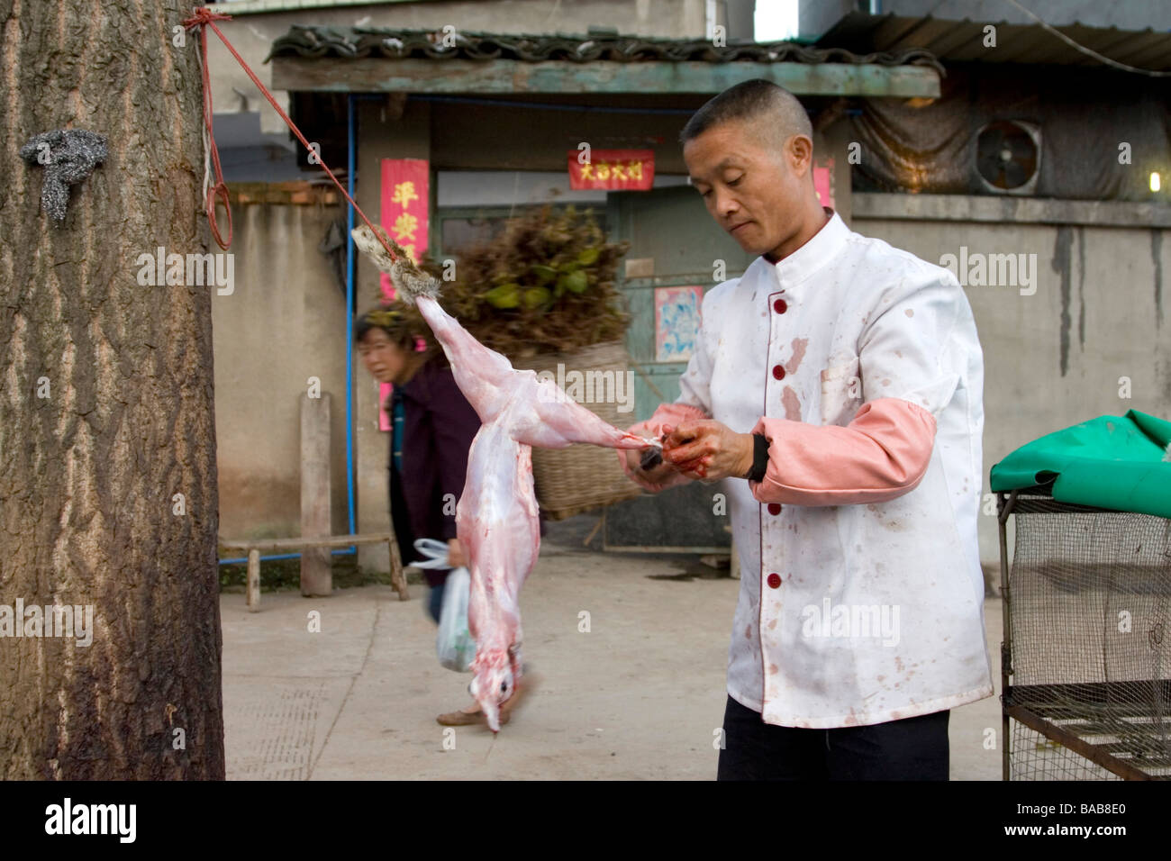 A cook killing a rabbit outside his restaurant in a small village in ...