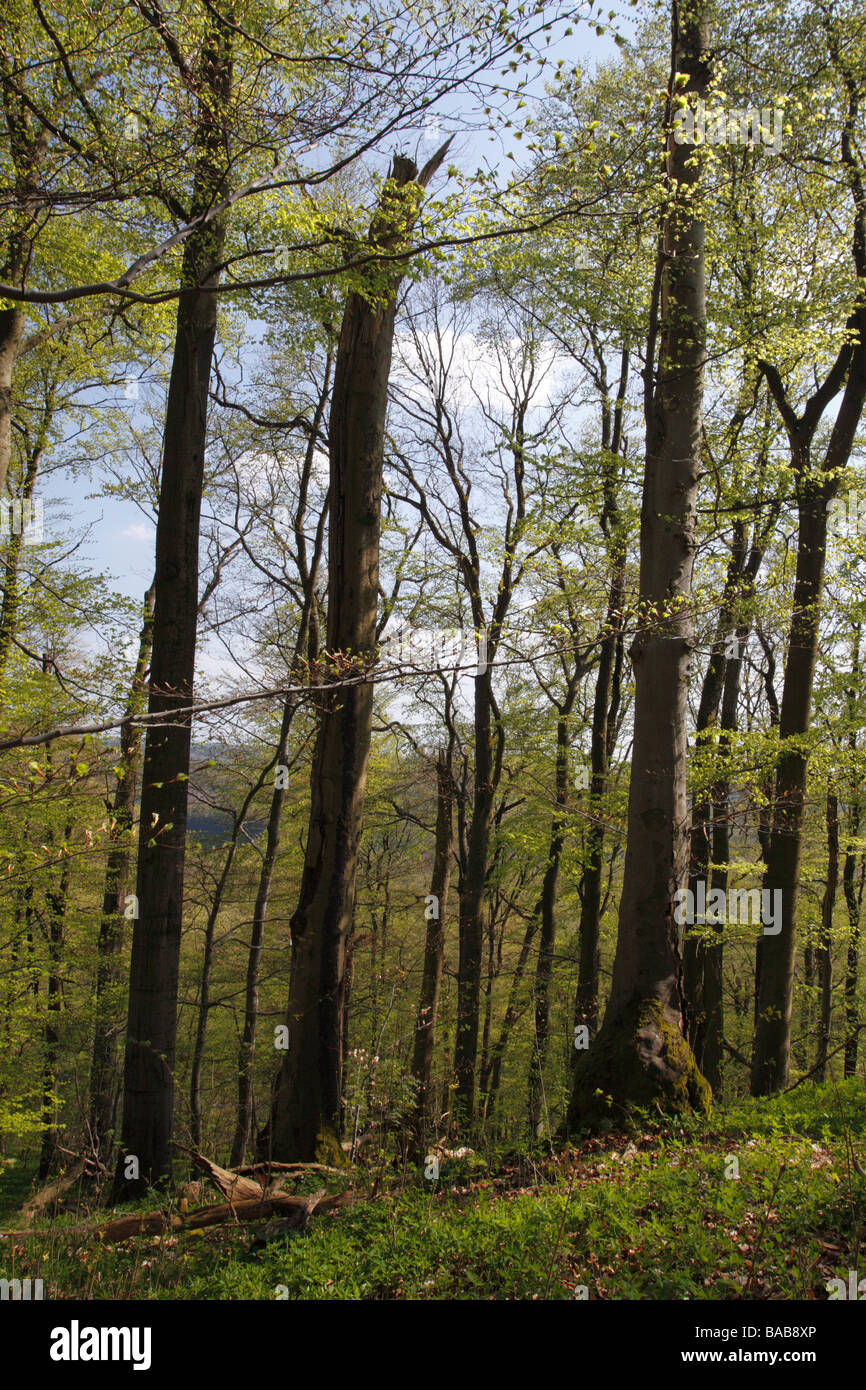 Beech forest in spring Stock Photo - Alamy
