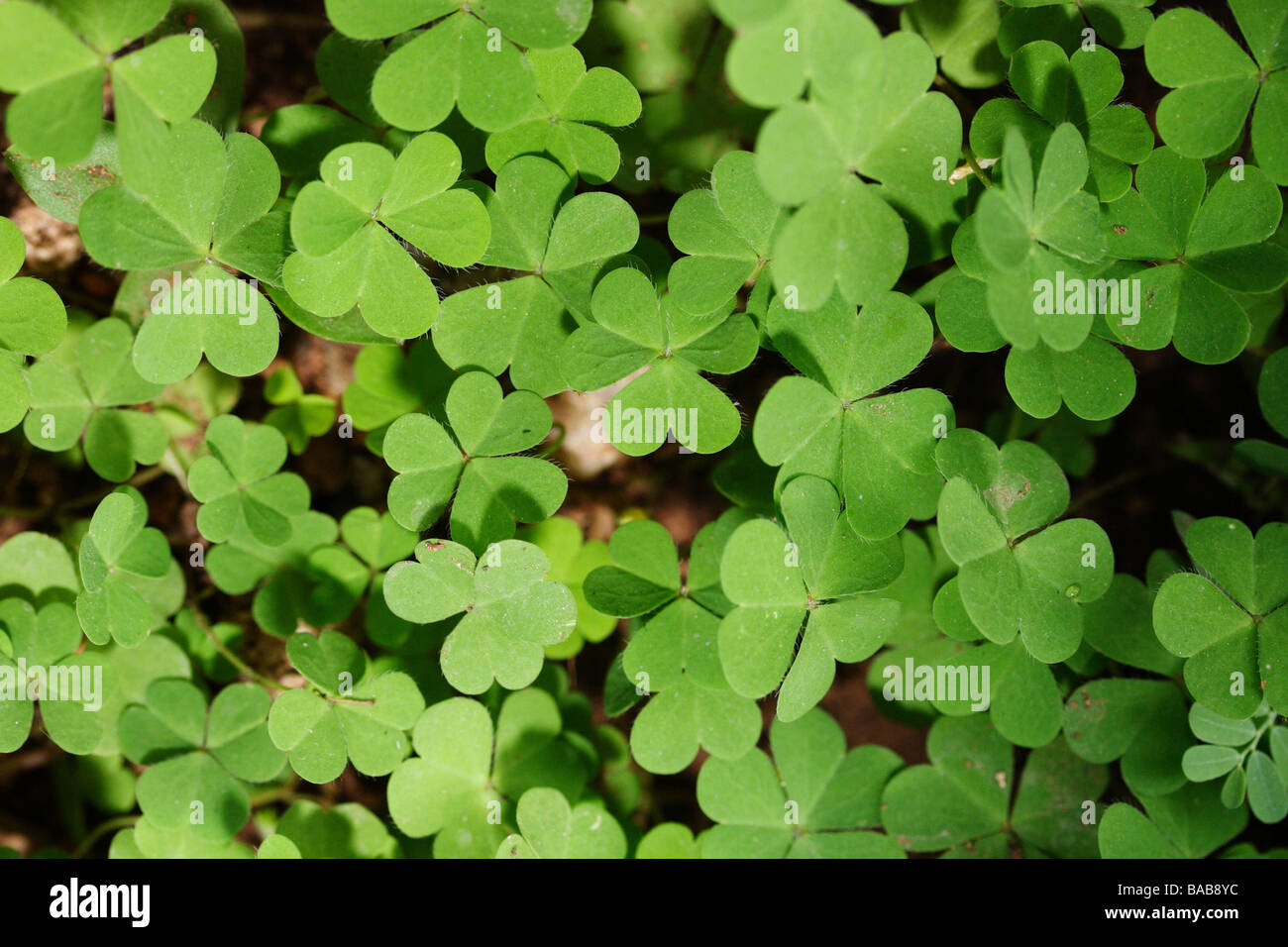 Three leafed hi-res stock photography and images - Alamy
