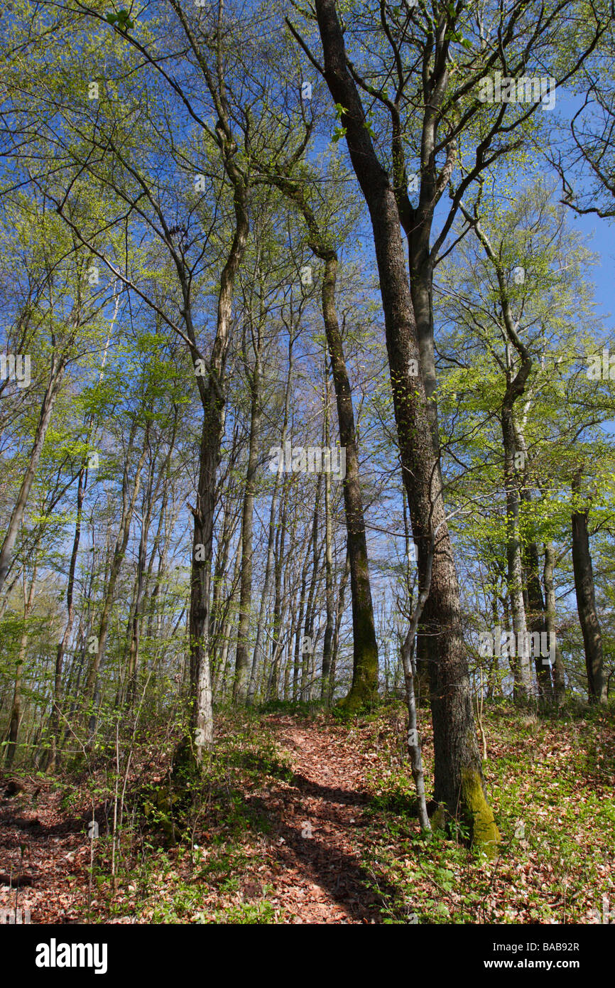 Beech forest in spring Stock Photo - Alamy