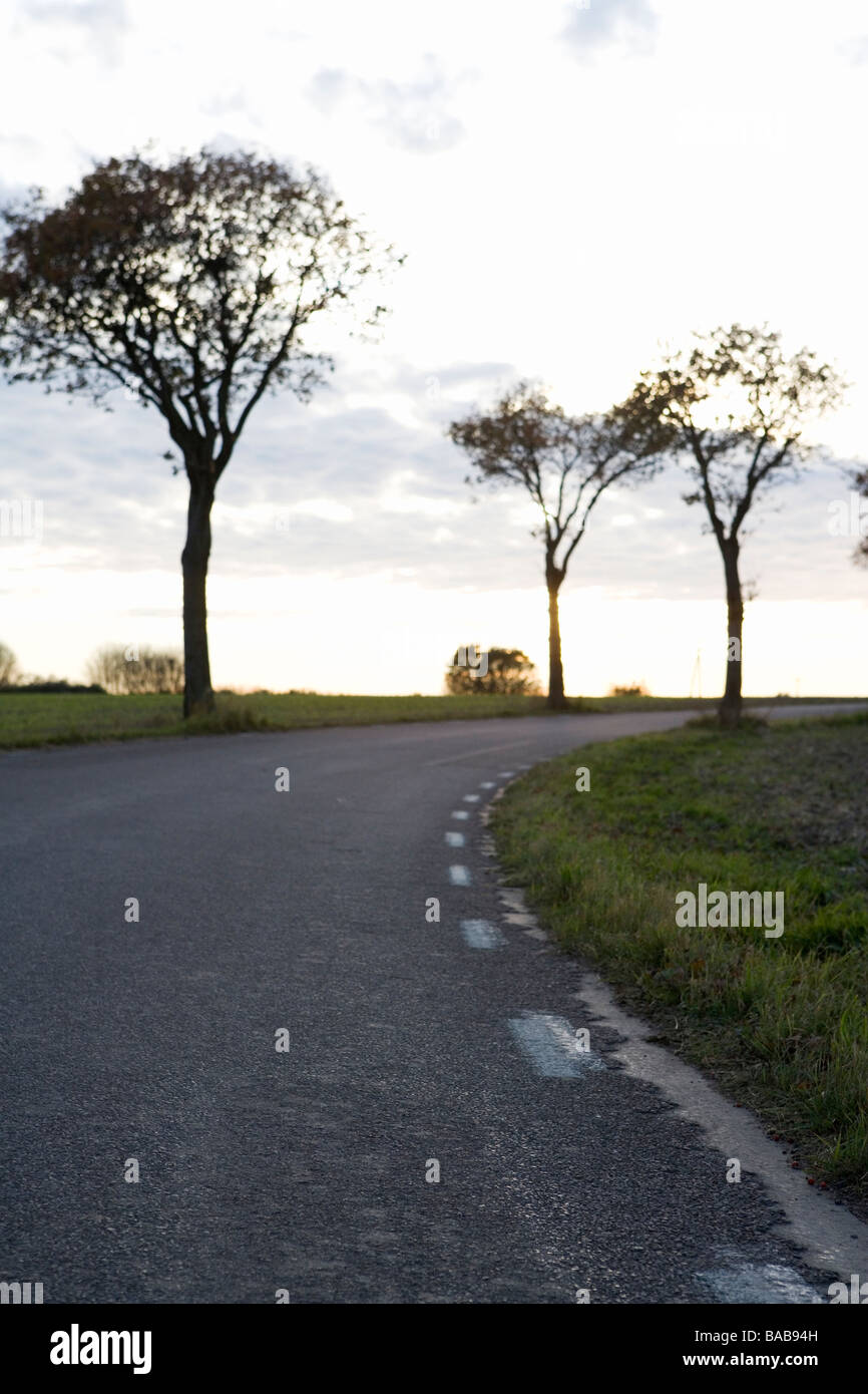 Trees along the road Skane Sweden Stock Photo - Alamy