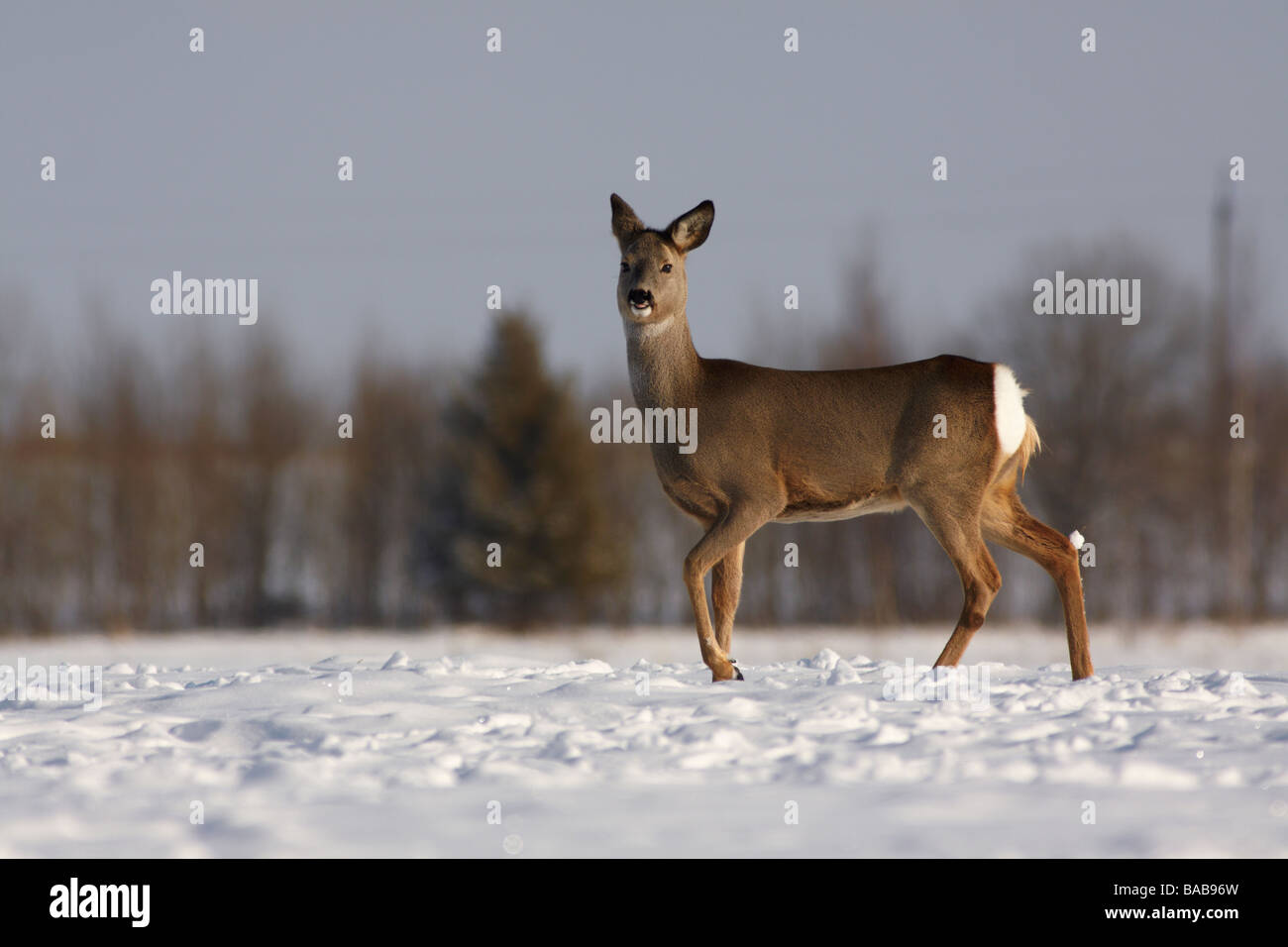 Roe deer behind the snow hi-res stock photography and images - Alamy